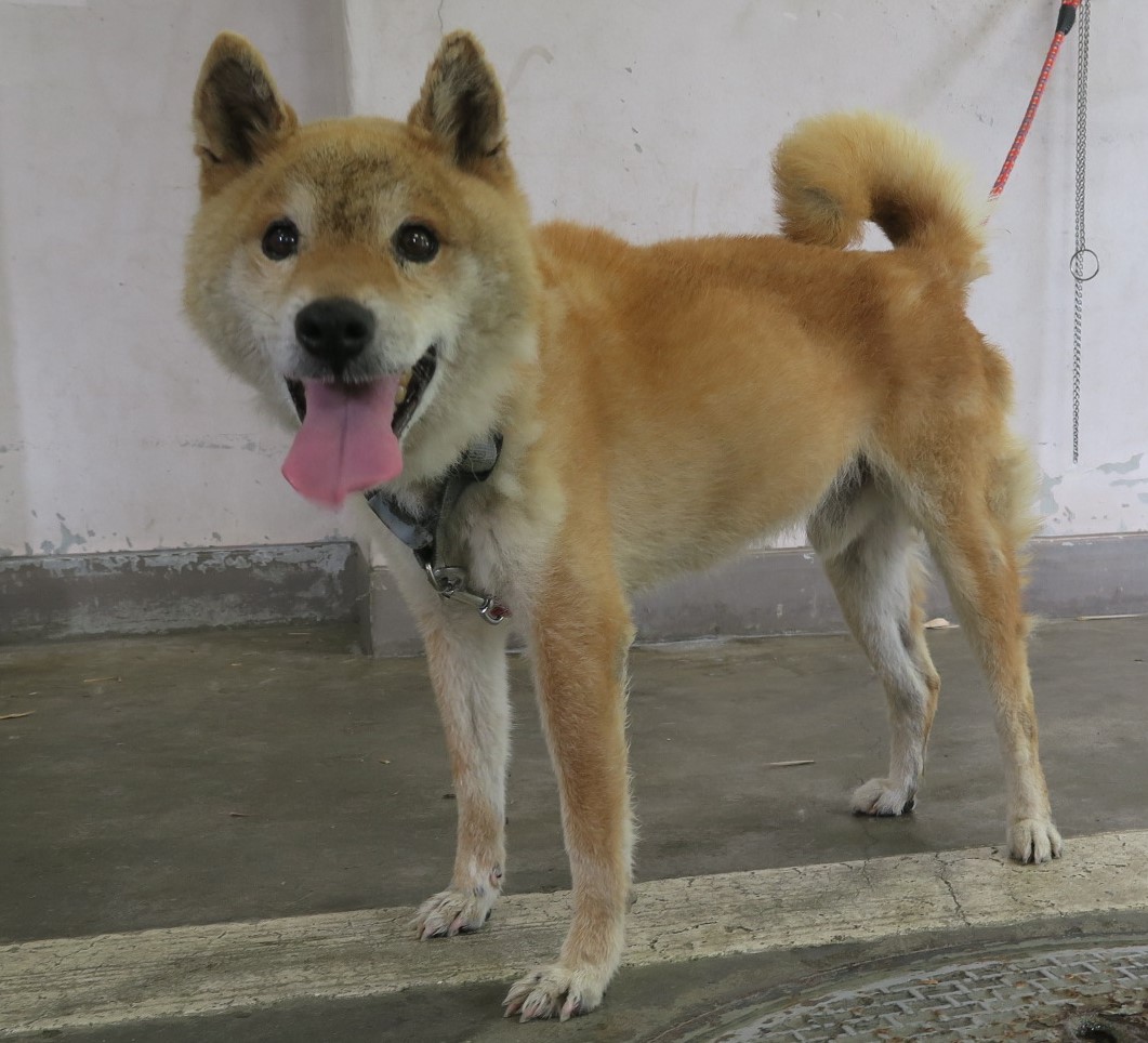 d1666｜センターに収容されている【犬】詳細｜犬・猫をお探しの方へ｜わんにゃんよかネット｜福岡市動物愛護管理センター